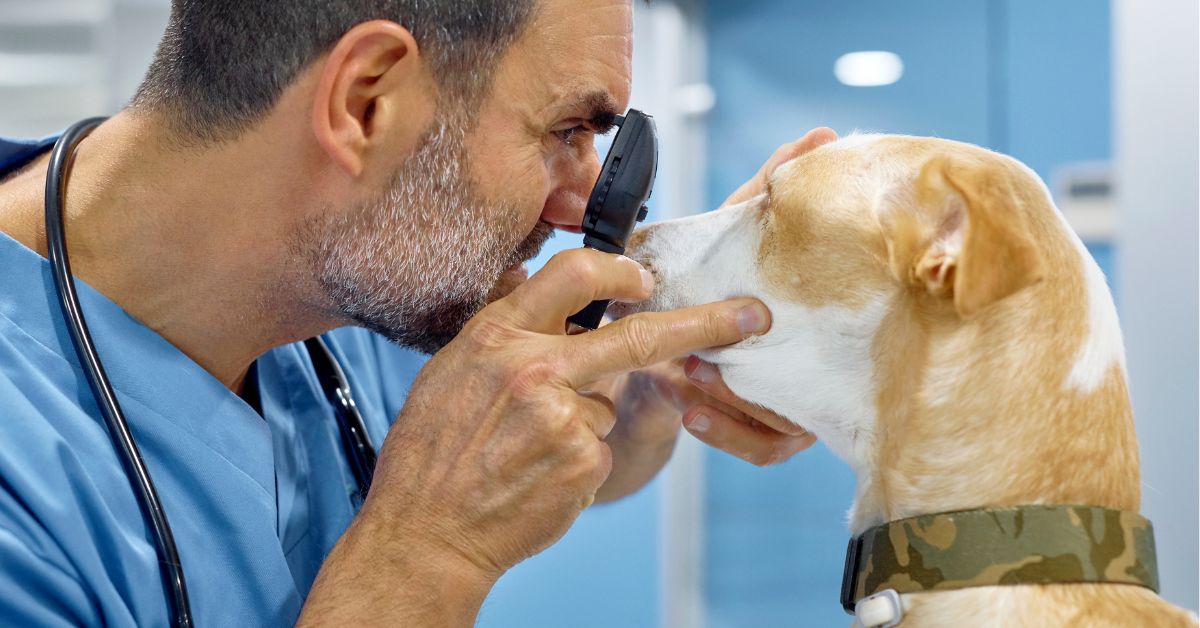 Reasons To See A Veterinary Ophthalmologist | PETS Referral Center