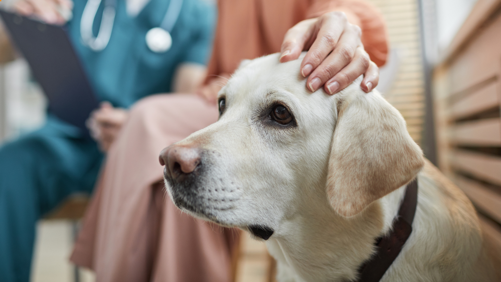 How To Flush Eyes, Add Drops And Apply Ointment | PETS Referral Center